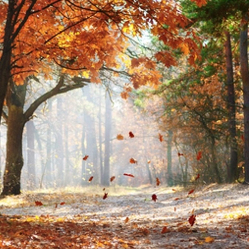 [Piano Solo/Classical] - Falling Leaves Free Sheet Music by Pbayley9 ...