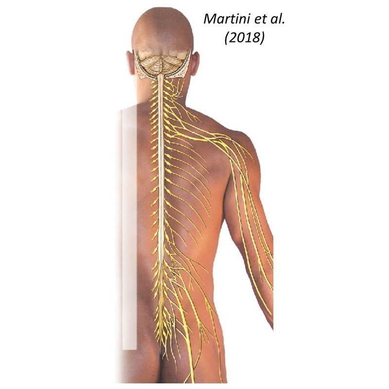 Spinal Nerve Plexuses Noteflight Community Spinal Nerve Plexuses Noteflight Community