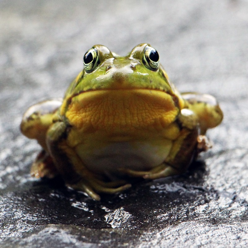 Frog's Theme (Chrono Trigger) Free Sheet Music by SuperSmashBroMusic ...