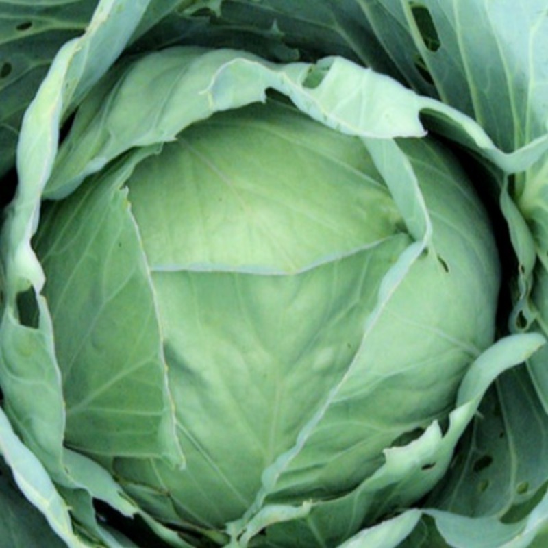 cabbage Free Sheet Music by Beegus for Solo | Noteflight